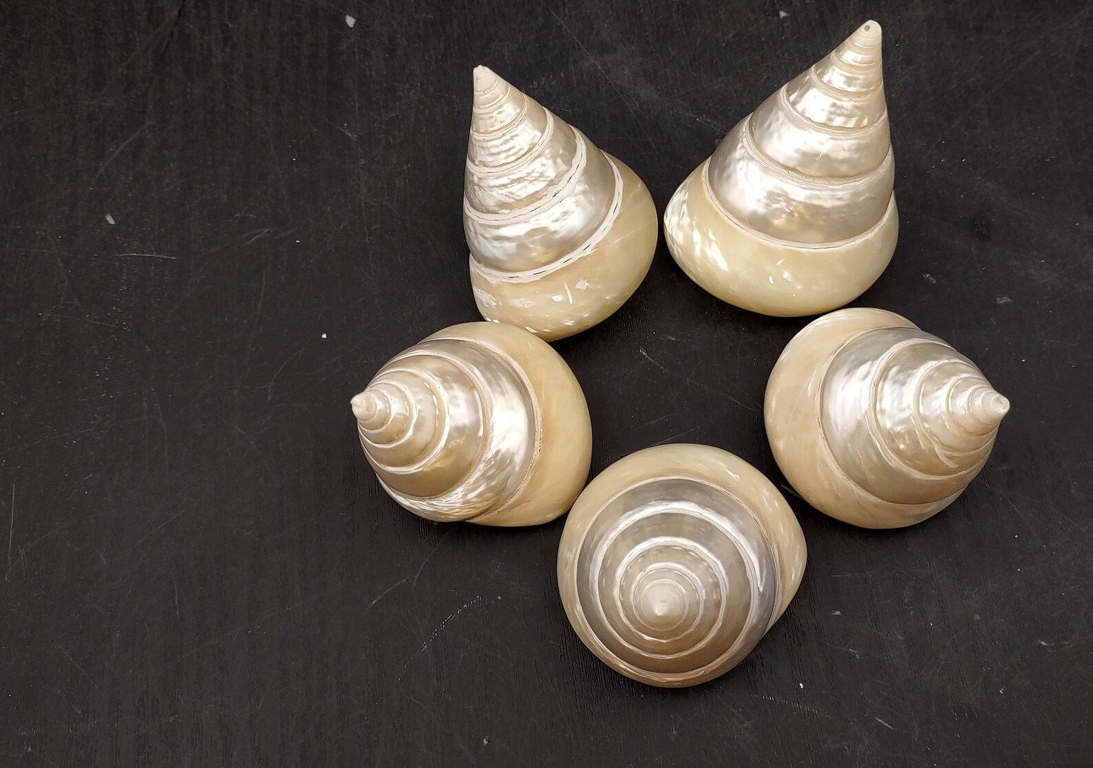 Pearlized Trochus Seashell Trochus Niloticus (1 Shell Approx. 2.5 ...