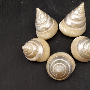 Pearlized Trochus Seashell Trochus Niloticus (1 Shell Approx. 2.5 ...