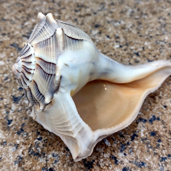 Busycon Shells - Etsy