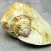 Strombus Pacific Conch Seashell Strombus Latissmus 1 Shell Approx. 5 ...
