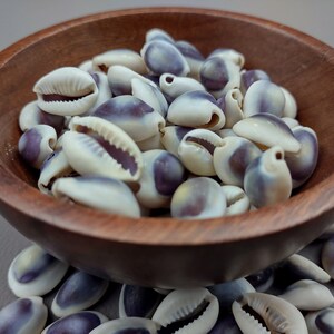 Purple Top Cowrie Seashells Cypraea Annulus approx. Half Cup 45 Shells ...