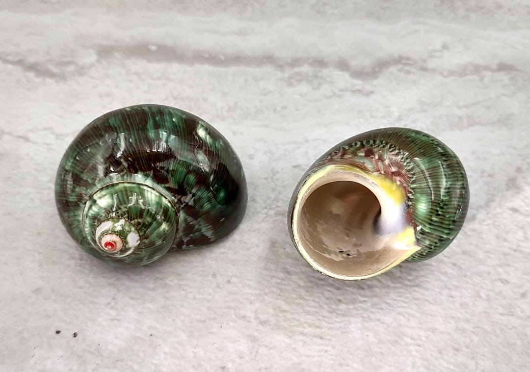 Tapestry Turbo Seashells Green Speckled Turbo Petholatus (2 Shells ...