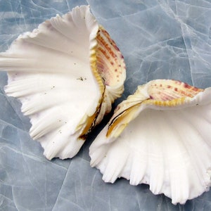 Bear Paw Clam Seashell Hippopus Hippopus 1 Shell Approx. - Etsy
