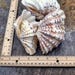 Bear Paw Clam Seashell Hippopus Hippopus (1 Shell Pair Approx. 4 ...