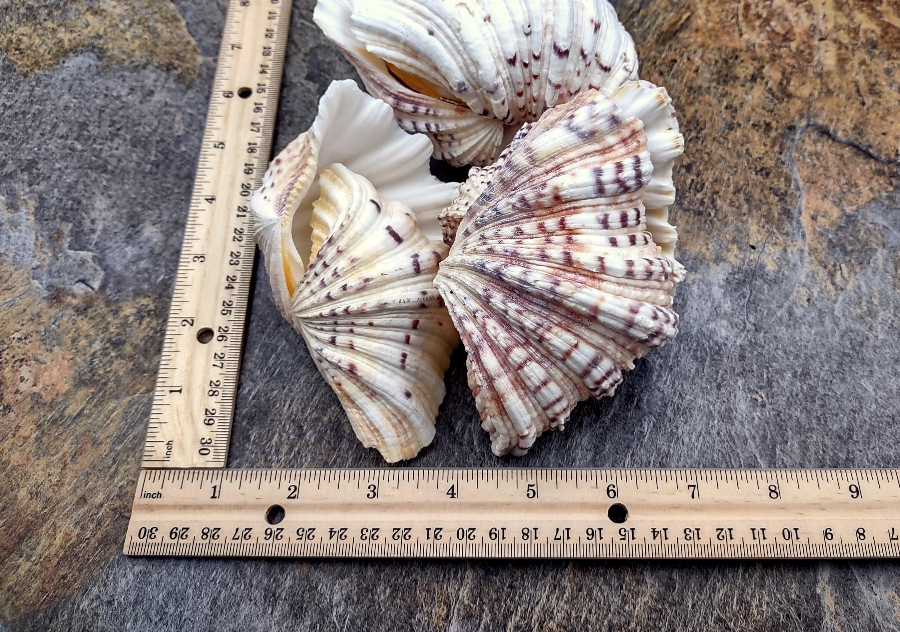 Bear Paw Clam Seashell Hippopus Hippopus (1 Shell Pair Approx. 4 ...