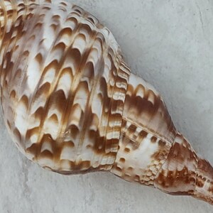 Caribbean Triton Seashell Charonia Tritonis 1 Shell Approx. 6 Inches ...