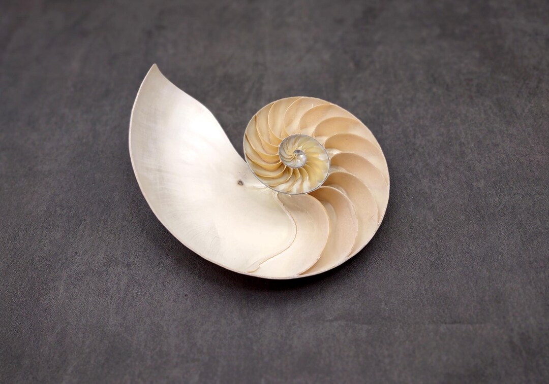 Natural Nautilus Seashell Left Cut Single Half Nautilus Pompilius (1 ...