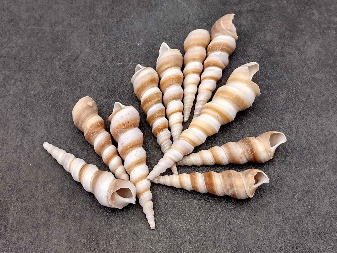 Purple Turitella Seashells Turitella Terebra (12 Shells Approx. 2 ...