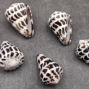 Large Hebrew Cone Seashells Conus Ebraeus White Black Spots 5 Shells ...