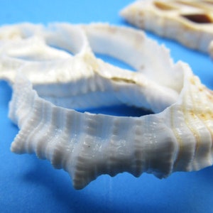 XL Assorted Sliced Center Cut Seashells 3 Shells Approx. 3-4 Inches - Etsy