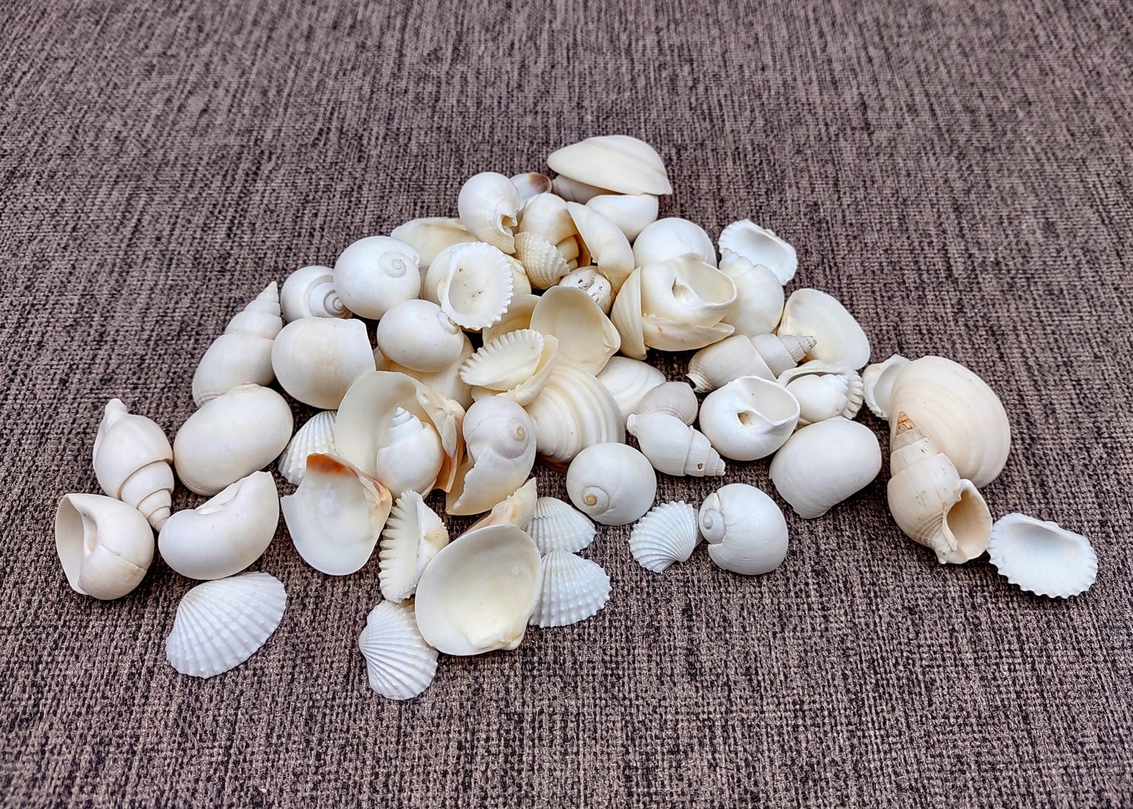 Small White Assorted Seashell Mix (approx. 1 Cup 125+ Assorted Shells 0 ...