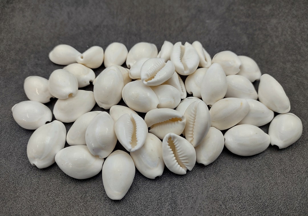 White Cowrie Seashells Cypraea Annulus 40-50 Shells Approx. .5.75 Inch ...