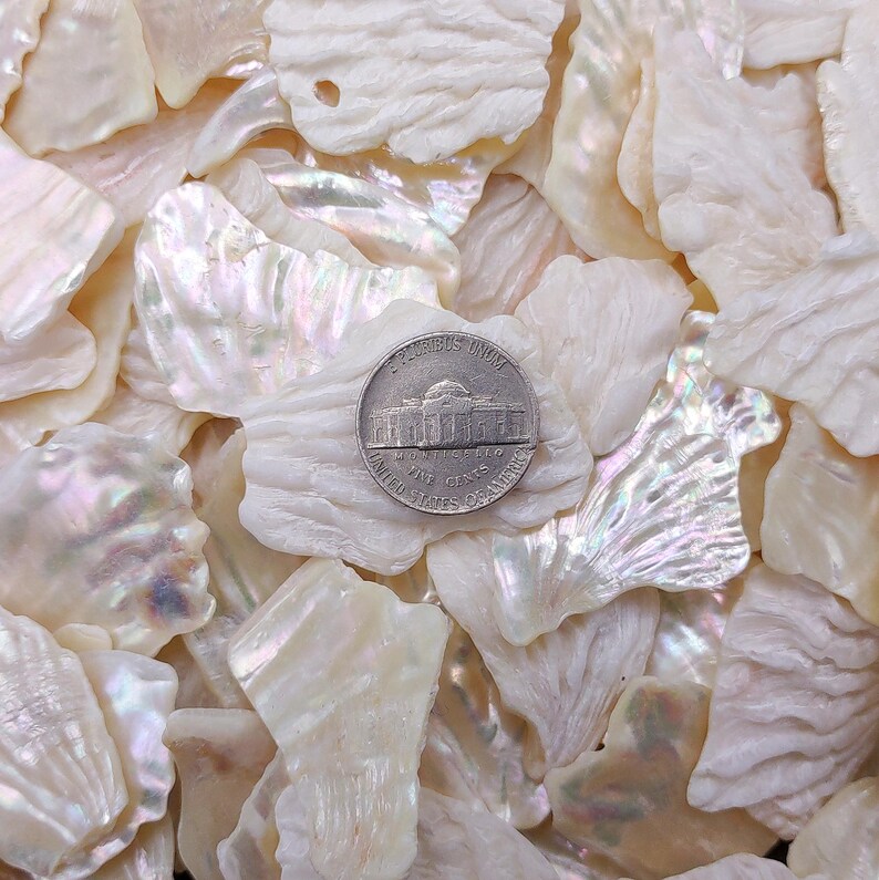 White Abalone Pearlized Assorted Pieces (10 Pieces Approx. 0.75+ Inches ...