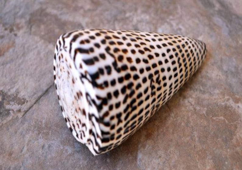 Lettered Alphabet Cone Seashell Conus Litteratus (1 Shell Approx. 3 ...