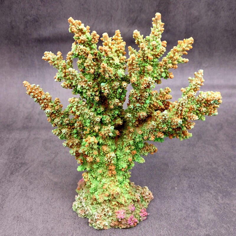 Branch Coral - Etsy