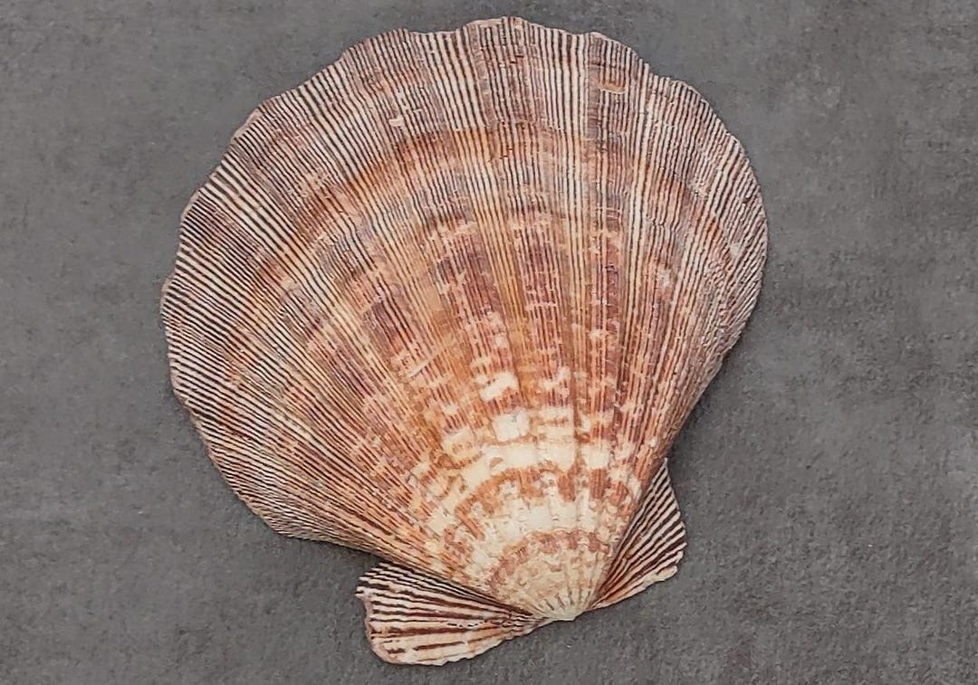 Lion's Paw Scallop Seashell Purple Pecten Subnodosus (1 Shell Approx. 5 ...