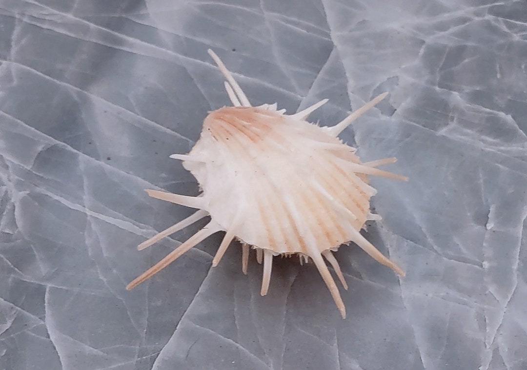 Imperial Thorny Oyster Seashell Pair Spondylus Imperialis 1 Pair2 ...