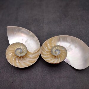 Natural Nautilus Seashell Half Cut Pairs Nautilus Pompilius 1 Shell ...