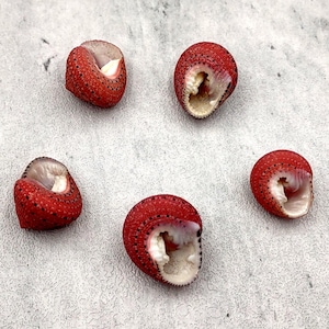 Strawberry Top Red Seashells Clanculus Puniceus (5 Shells Approx. 0.5 ...