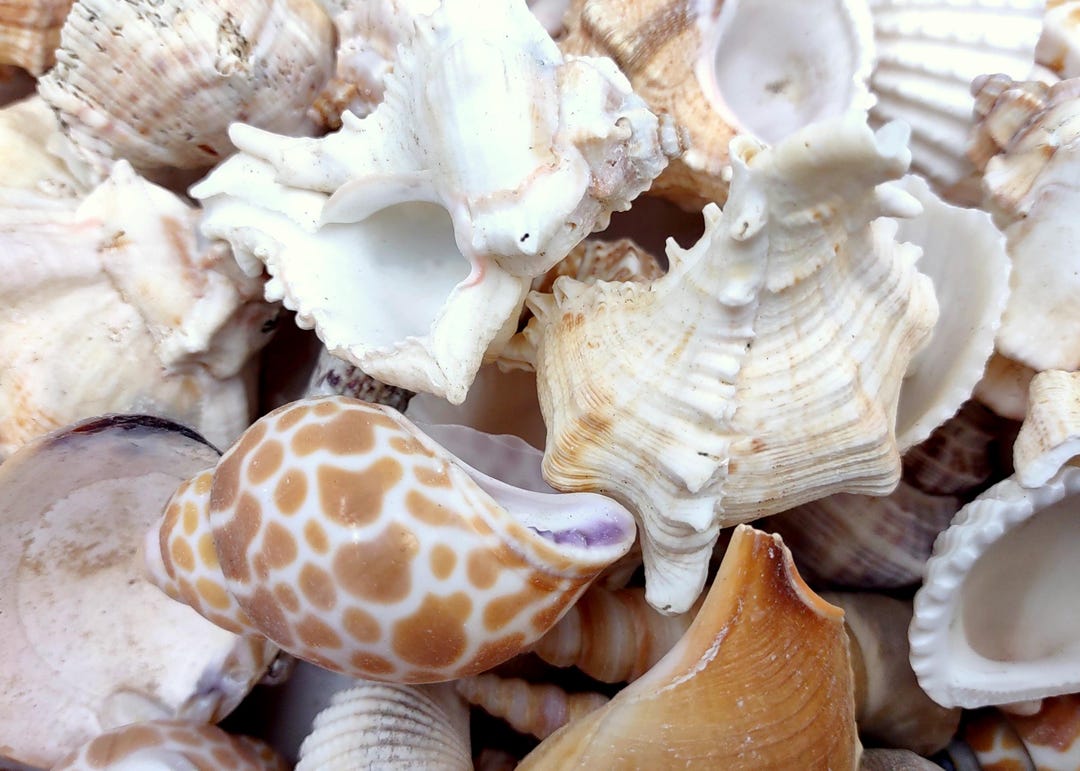Medium Seashell Assorted Ocean Mix (approx. 1 Kilogram Shells 1-2 ...