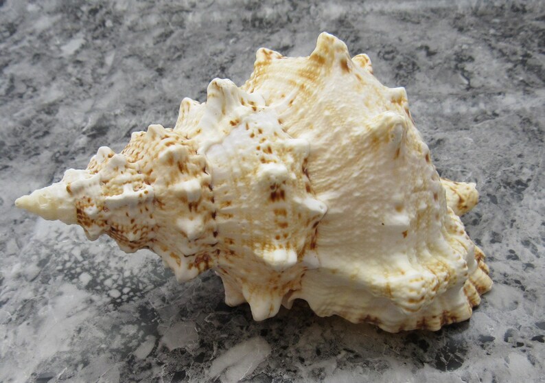 Giant Frog Seashells Brown Tan Orange Bursa Bubo (1 Shell Approx. 7 ...
