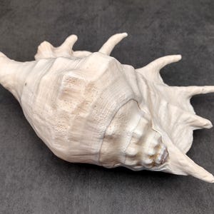 Giant Spider Conch Seashell XL Lambis Truncata (1 Shell Approx. 8 ...