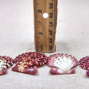 Royal Cloak Scallop Seashells Pecten Pallium (10 Shells Approx. 1 ...