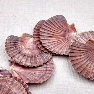 Mexican Flat Scallop Seashells Pecten Vogdesi (10 Shells Approx. 2 ...