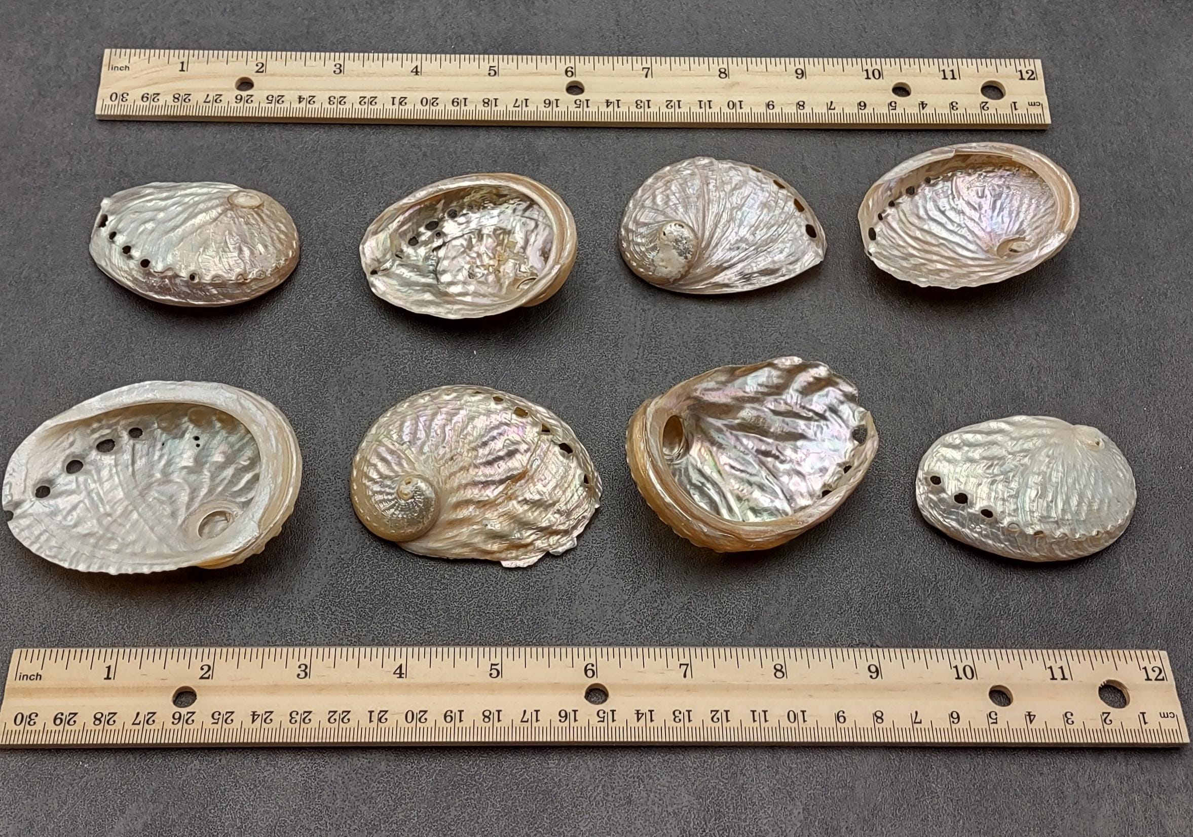 Pearled Oval Abalone Seashells Haliotis Ovina (3 Shells Approx. 2.25-2. ...