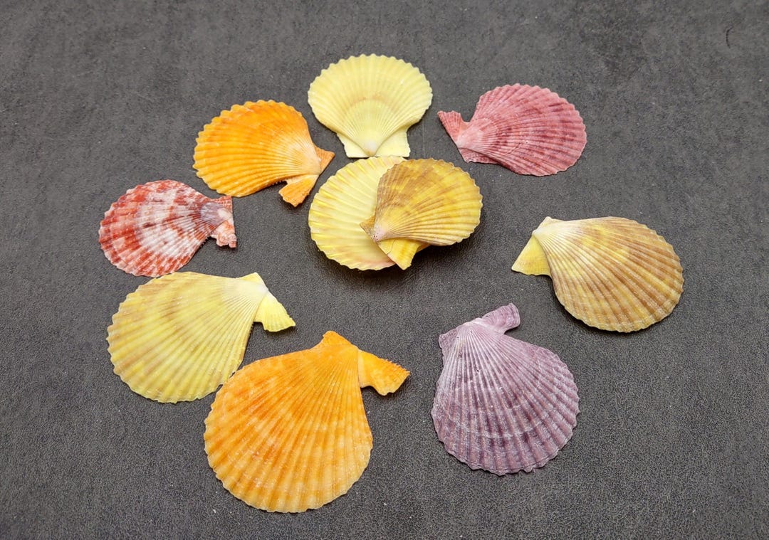 Noble Scallop Seashells Colorful Mix Pecten Nobilis (10 Shells Approx ...