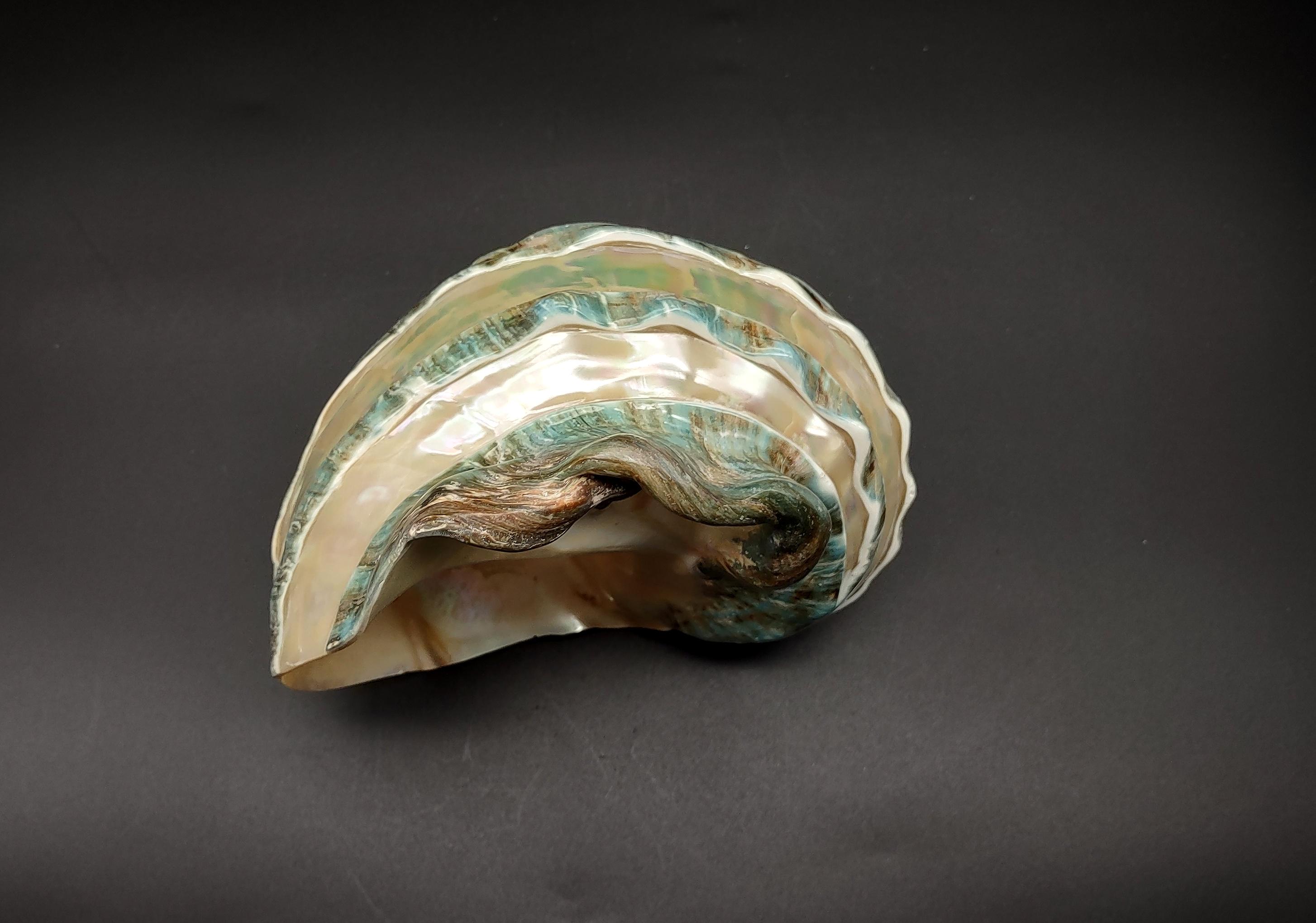 Giant Banded Turbo Shell Turbo Marmoratus (1 Shell Approx. 7L X 4.5H X ...