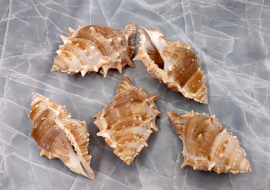 Medium Frog Seashells Creamy Tan Bursa Rana 5 Shells Approx. 2 Inches ...