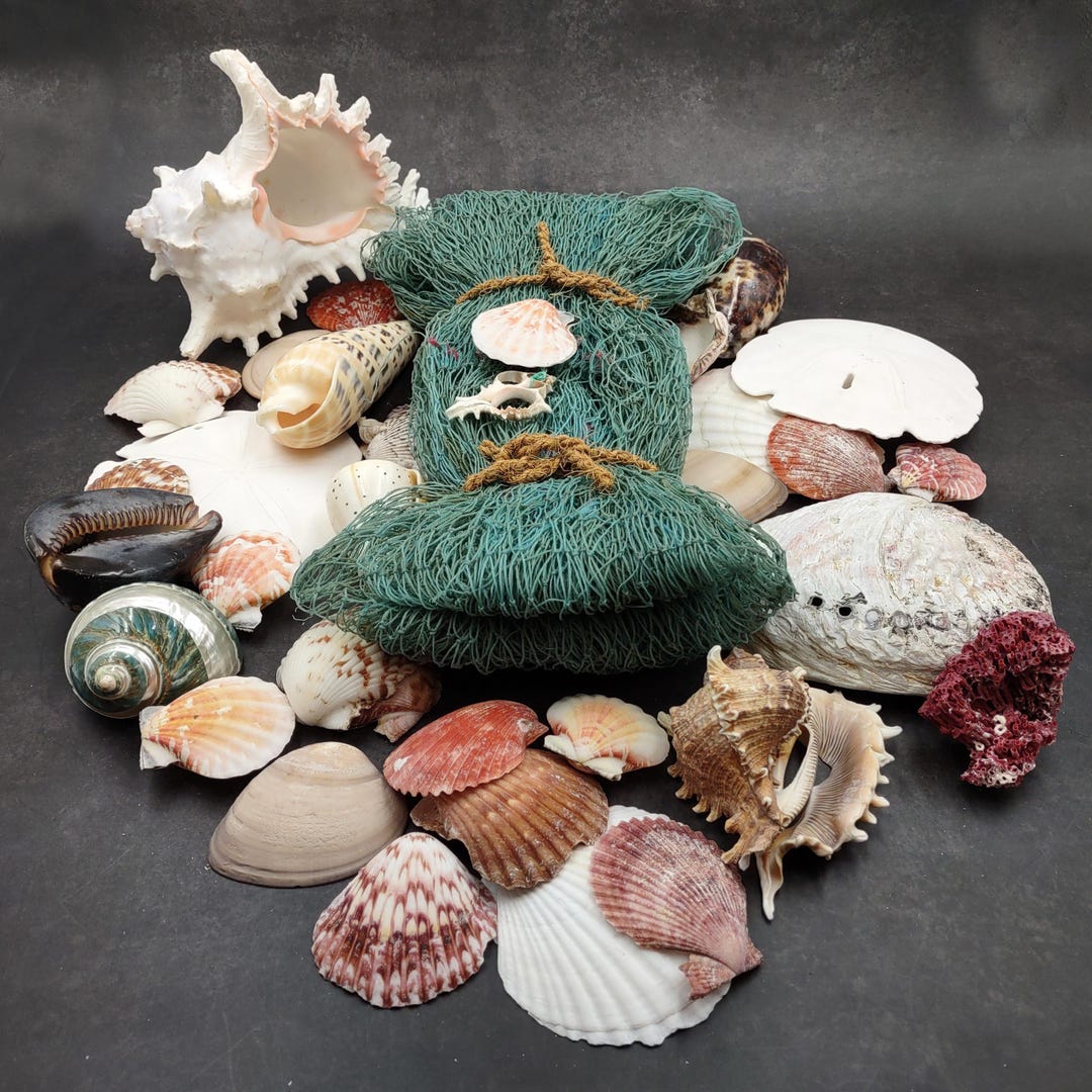 Seashell Variety Pack Assorted Mix B GRADE (approx. 50+ Shells 2-8 ...