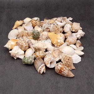 Indian Ocean Seashell Mix approx. 1 Kilogram 160 Shells 1-2 Inches ...
