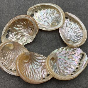 Pearled Oval Abalone Seashells Haliotis Ovina (3 Shells Approx. 2.25-2. ...
