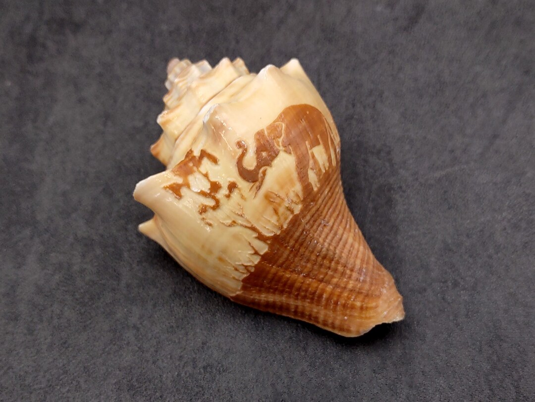 Carved Conch Shell Elephant (1 Shell Approx. 3+ Inches) Conch Shells ...