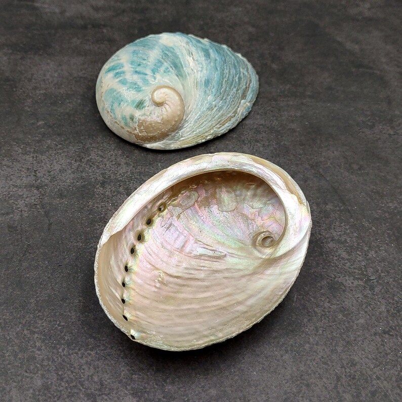 Natural Aqua Green Abalone Shell Haliotis Iris (1 Shell Approx 3 ...
