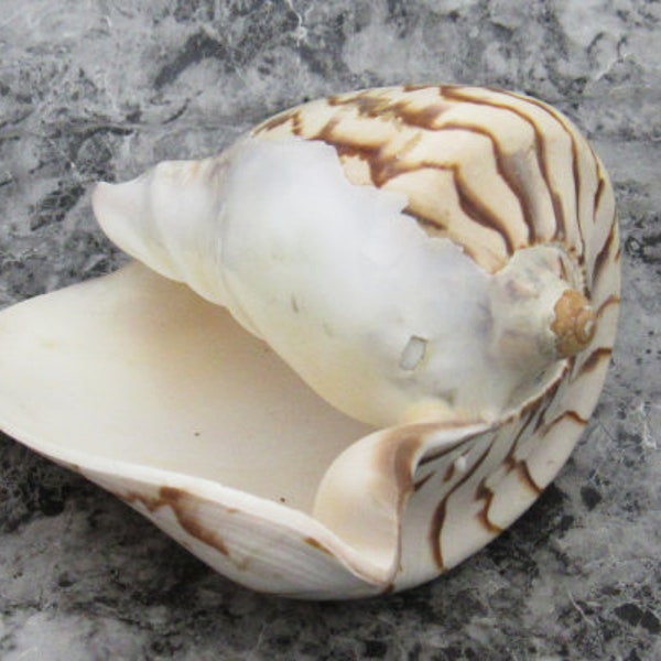 Volute - Etsy