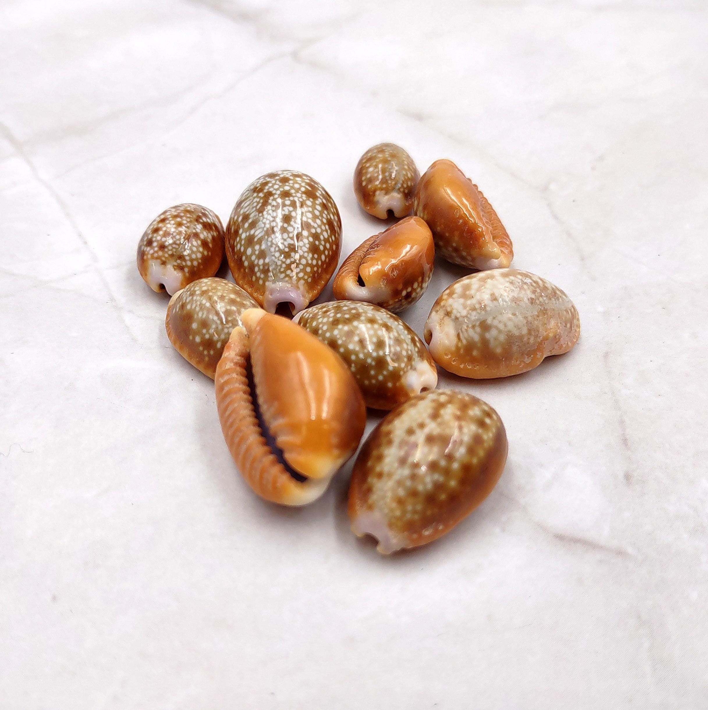 Honey Cowrie Seashells Polished Naria Helvola (10 Shells Approx. 0.5 ...