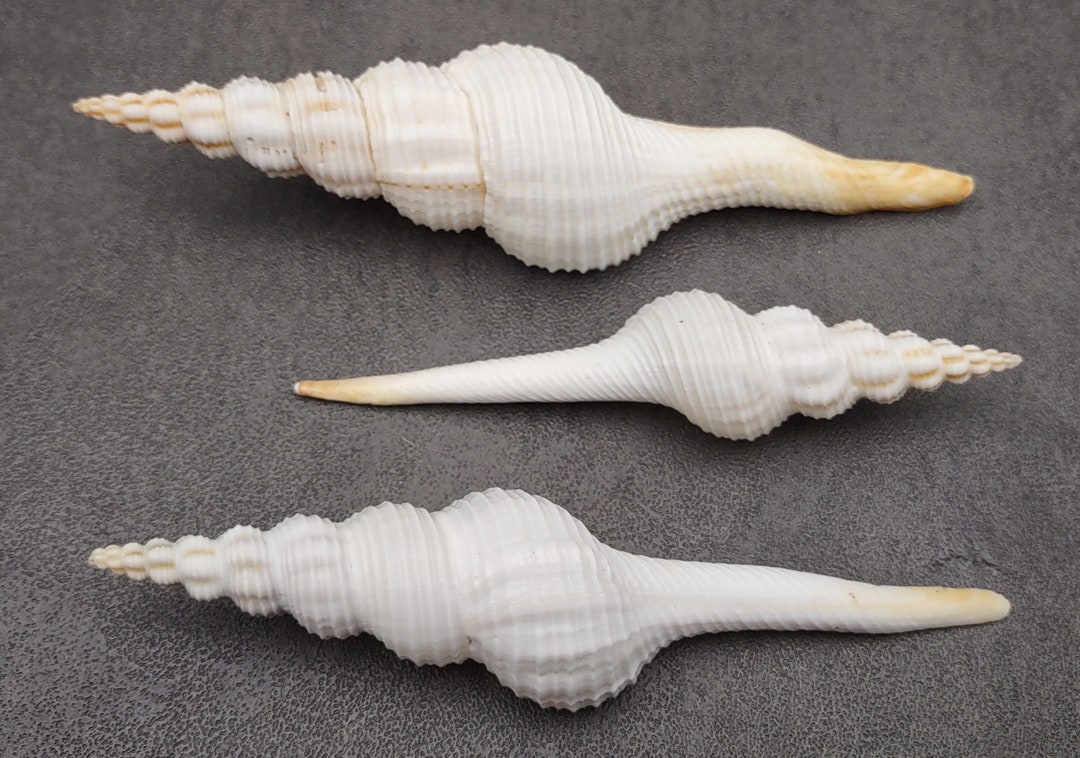 Distaff Spindle Seashells Fusinus Colus 3 Shells Approx. 4-5 Inches - Etsy