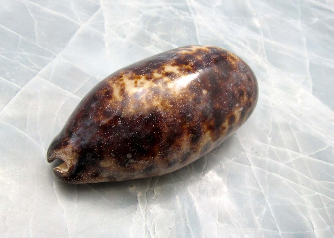 Tortoise Cowrie Seashell Cypraea Testudinaria (1 Shell Approx. 3 ...