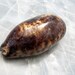 Tortoise Cowrie Seashell Cypraea Testudinaria (1 Shell Approx. 3 ...