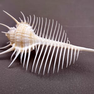 Venus Comb Murex Seashell Murex Pecten 1 Shell Approx. 3.5 Inches ...