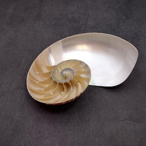 Polished Natural Seashell Left Single Half Nautilus Pompilius (1 Shell ...