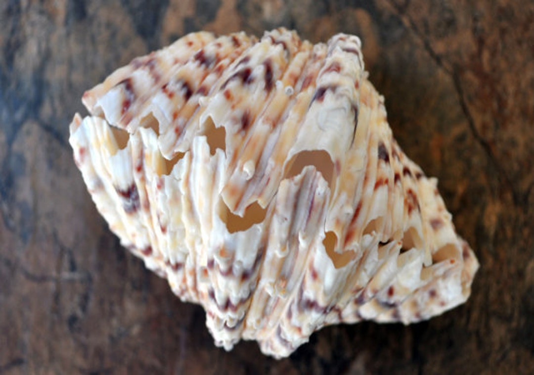 Bear Paw Clam Seashell Hippopus Hippopus 1 Shell Approx. - Etsy