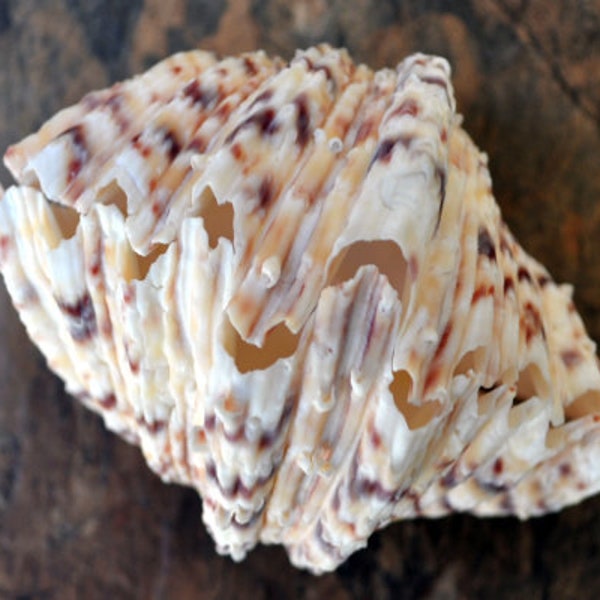 Cats Paw Shell - Etsy