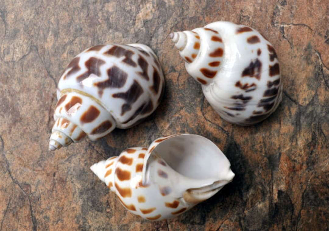 Areola Babylon Seashells XL Babylonia Areolata 3 Shells Approx. 2-2.5 ...