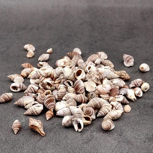 Common Nutmeg Seashells (approx. Half Cup 150+ Shells 0.25 Inches ...