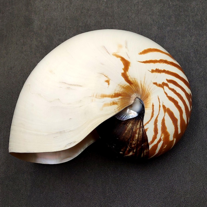 Chambered Nautilus - Etsy