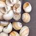 Shark Eye Moon Seashells Polinices Duplicatus (10 Shells Approx. 1 ...